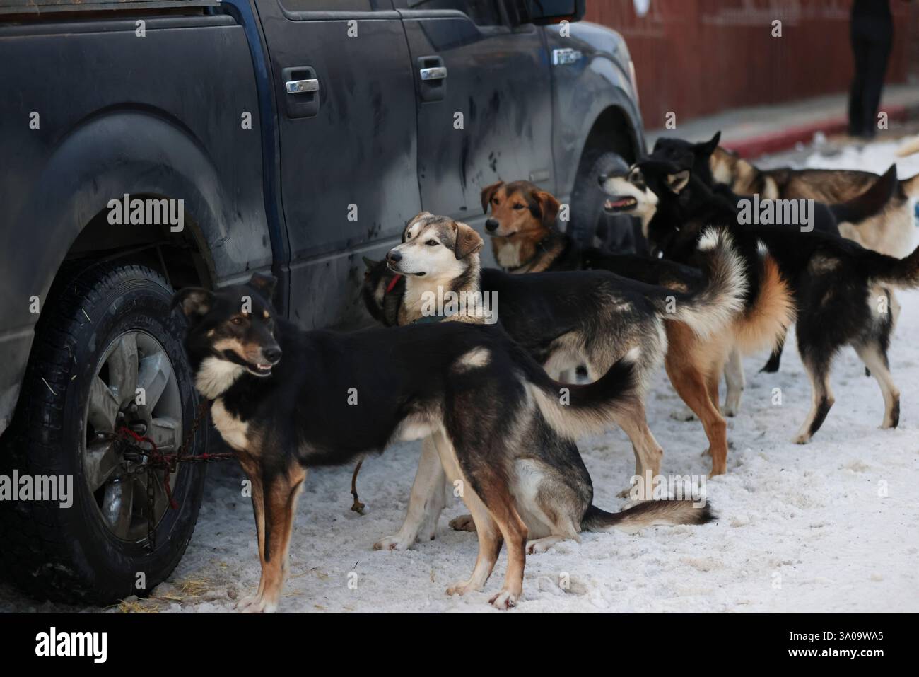 A team of sled dogs waits before the Ceremonial Start of the Iditarod ...