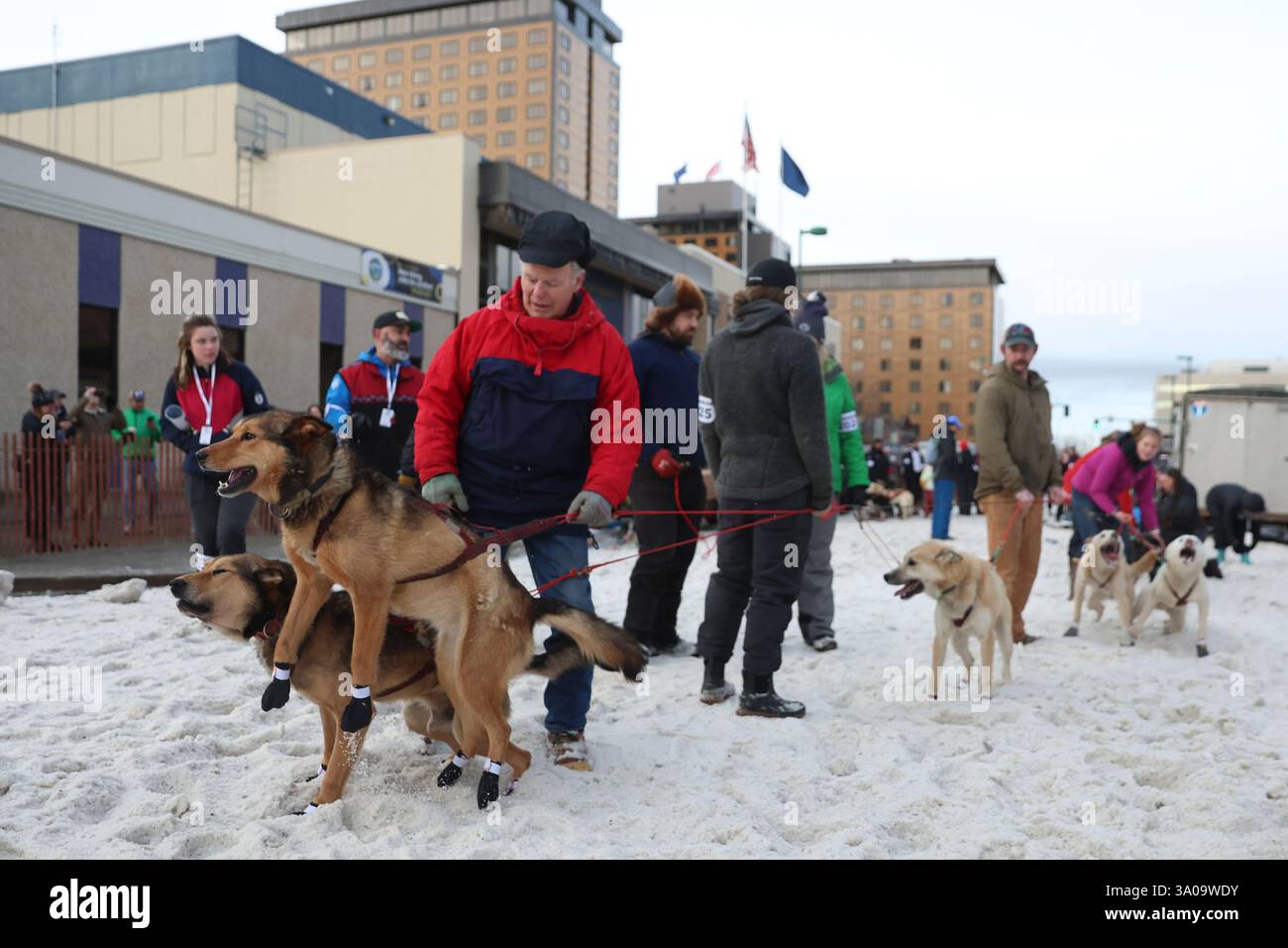 A team of sled dogs is prepped before the Ceremonial Start of the ...