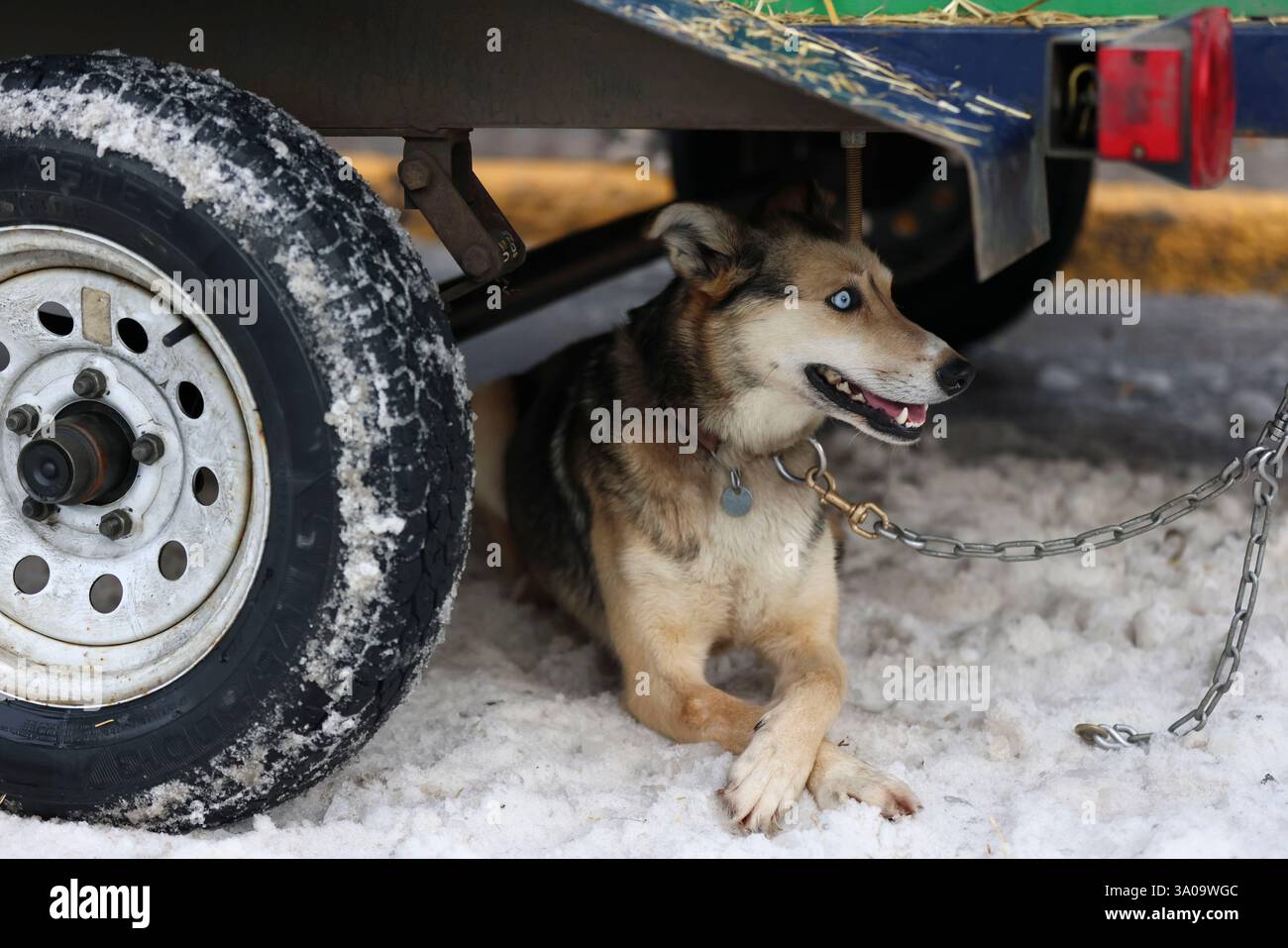 A sled dog waits beneath a trailer before the Ceremonial Start of the ...