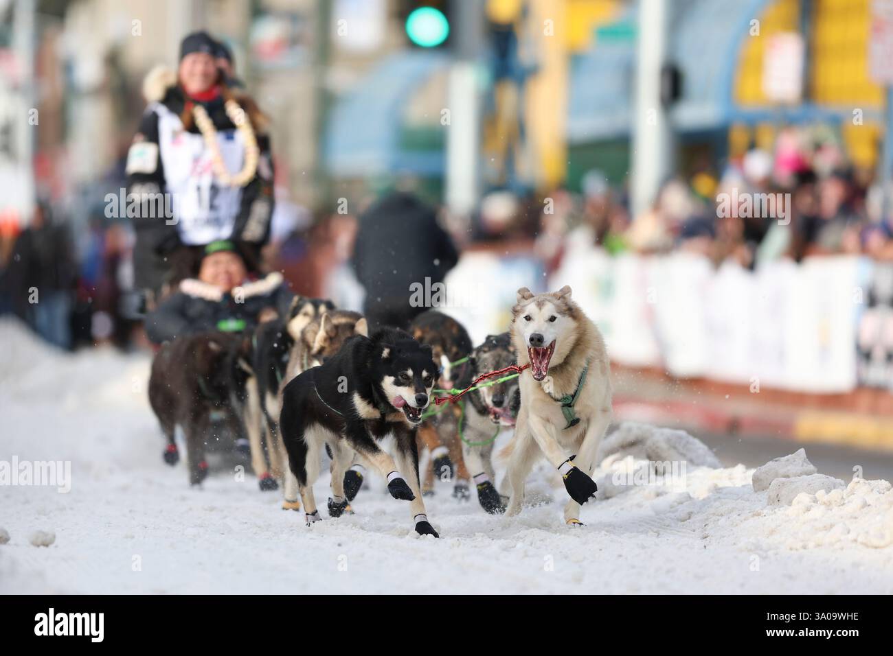 A team of sled dogs led by Anna Berington (12), of Knik, Alaska, mush ...
