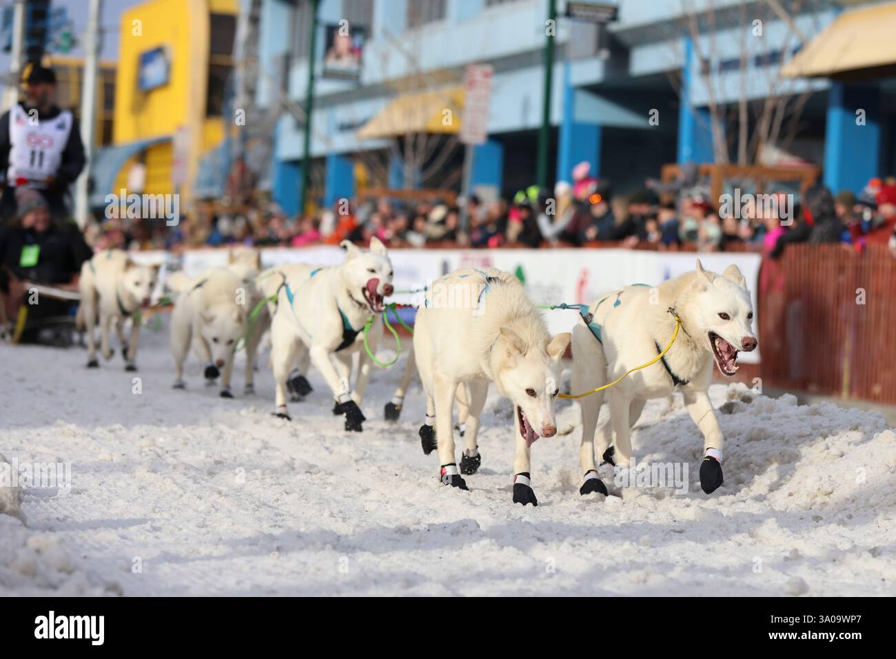 A team of sled dogs led by Mike Parker (11), of Eagle River, Alaska ...