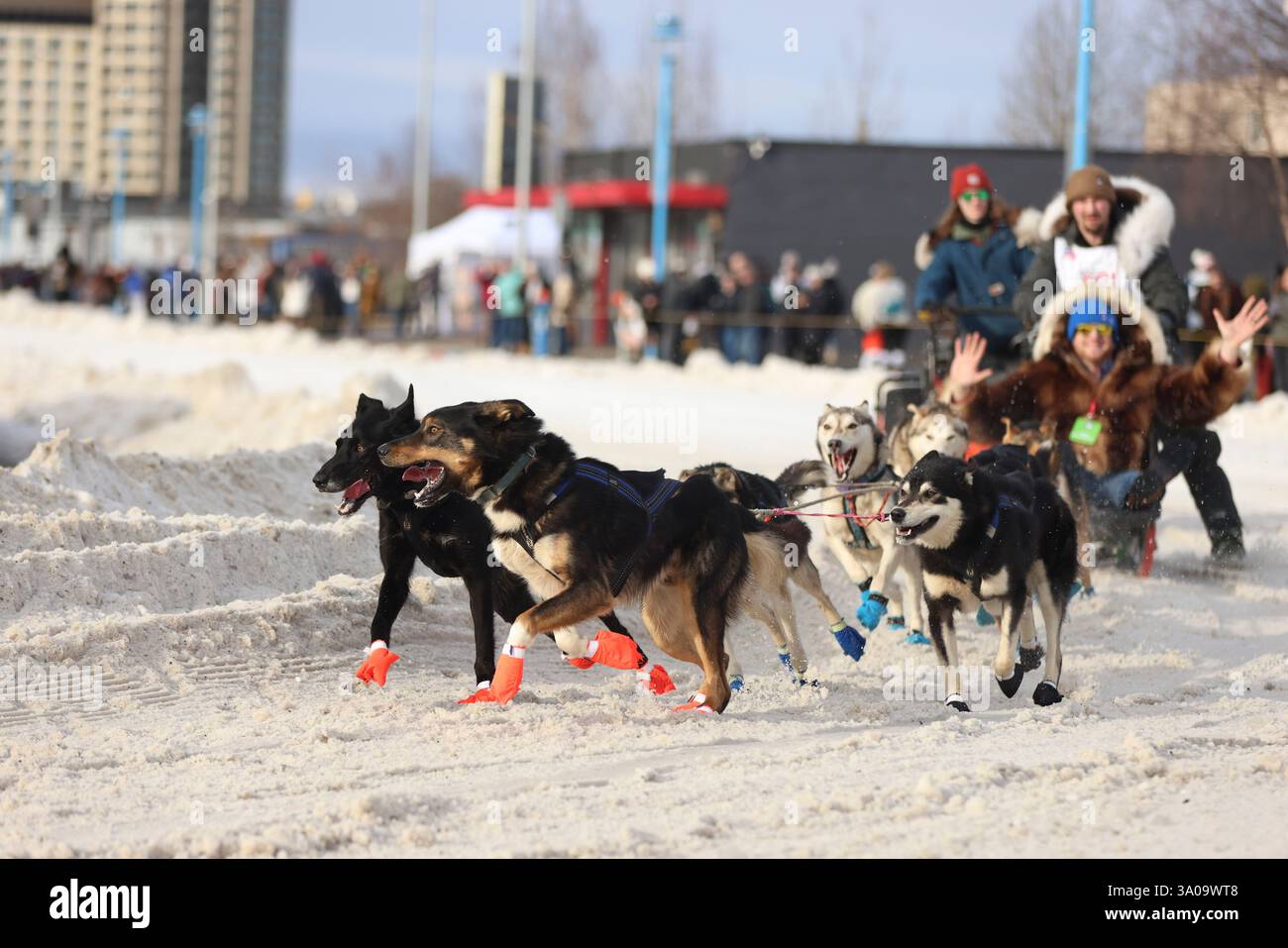 A team of sled dogs led by Riley Dyche (17), of Big Lake, Alaska ...