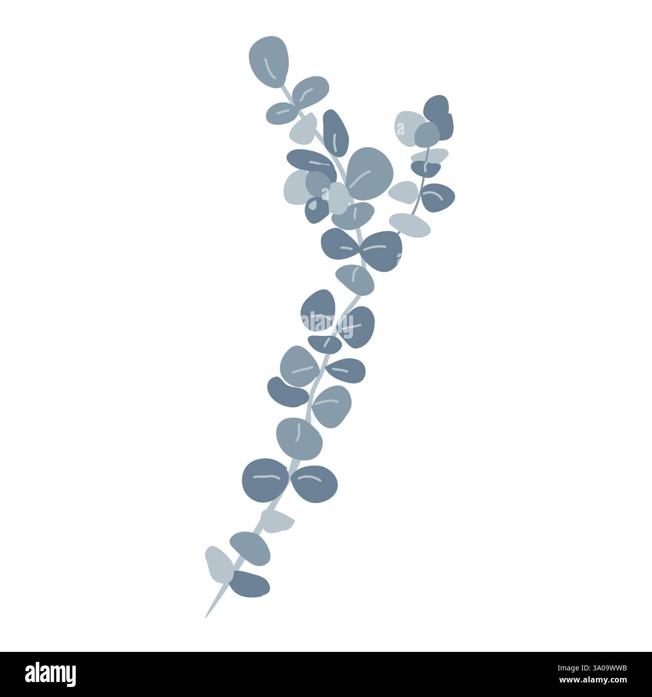 Branch of silver dollar or baby blue pulverulenta eucalyptus. Gum tree ...