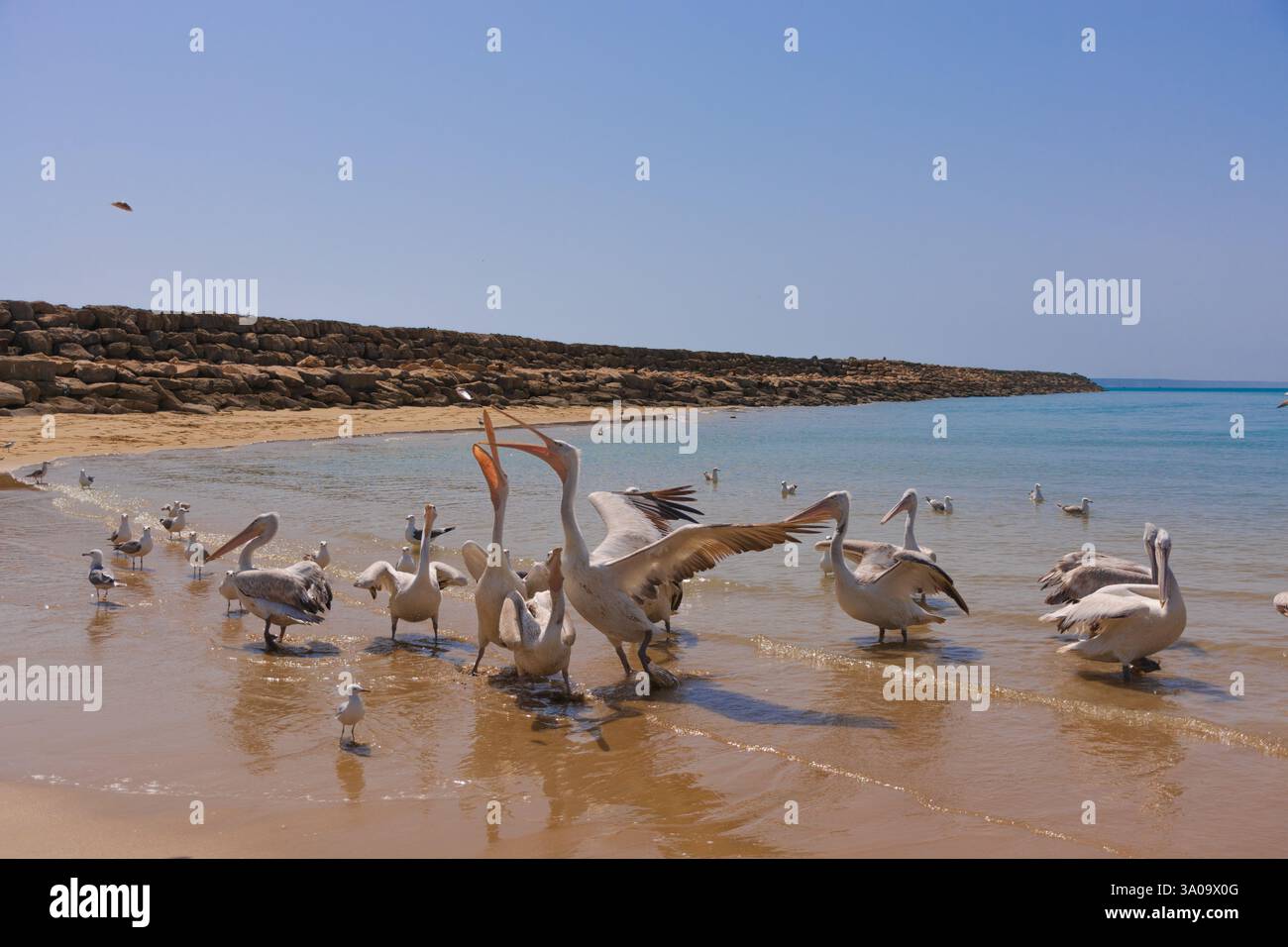 Dramatic wildlife moment two hi-res stock photography and images - Alamy