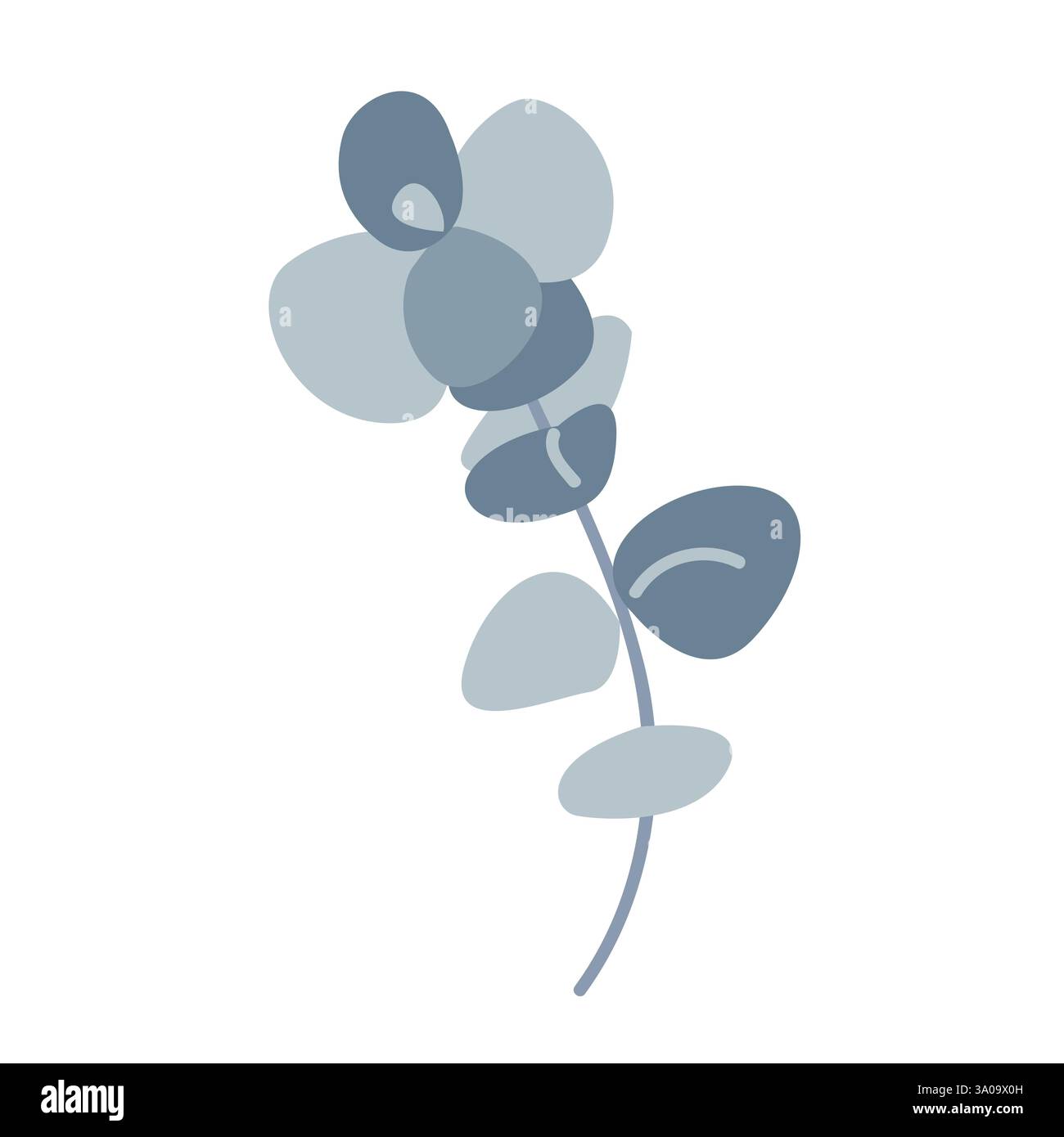 Branch of silver dollar or baby blue pulverulenta eucalyptus. Gum tree ...