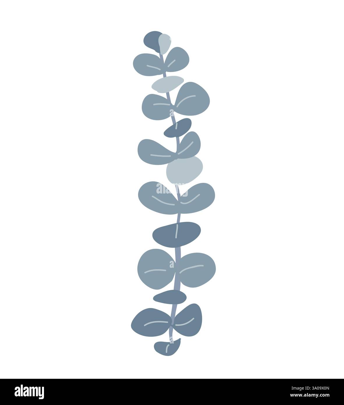 Branch of silver dollar or baby blue pulverulenta eucalyptus. Gum tree ...