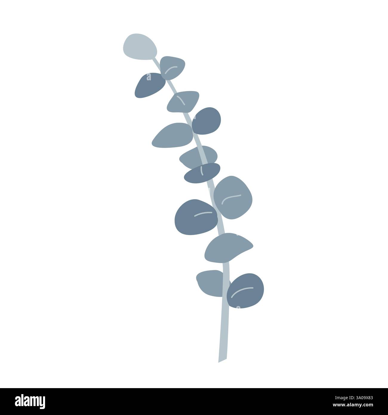 Branch of silver dollar or baby blue pulverulenta eucalyptus. Gum tree ...