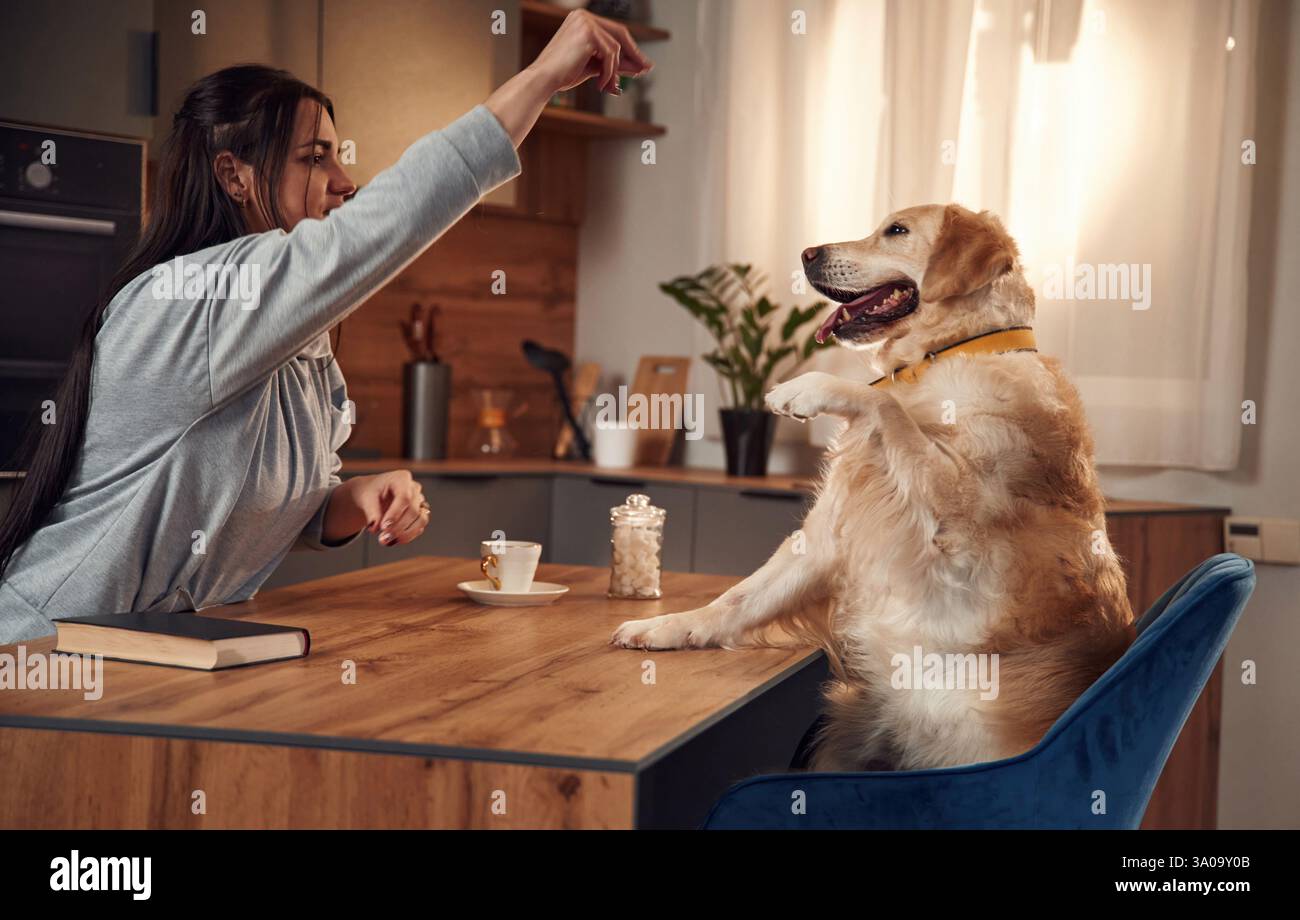 Doing tricks while sitting by the table. Woman is with golden retriever ...