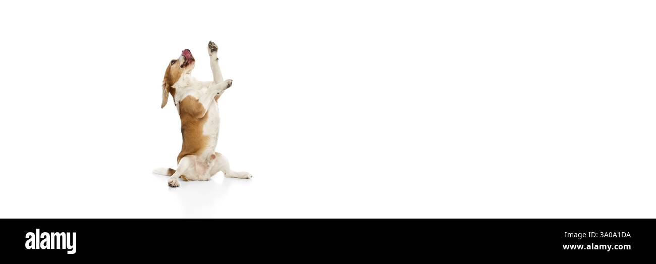 Banner. Joyful beagle balancing on hind legs and front paws reaching ...