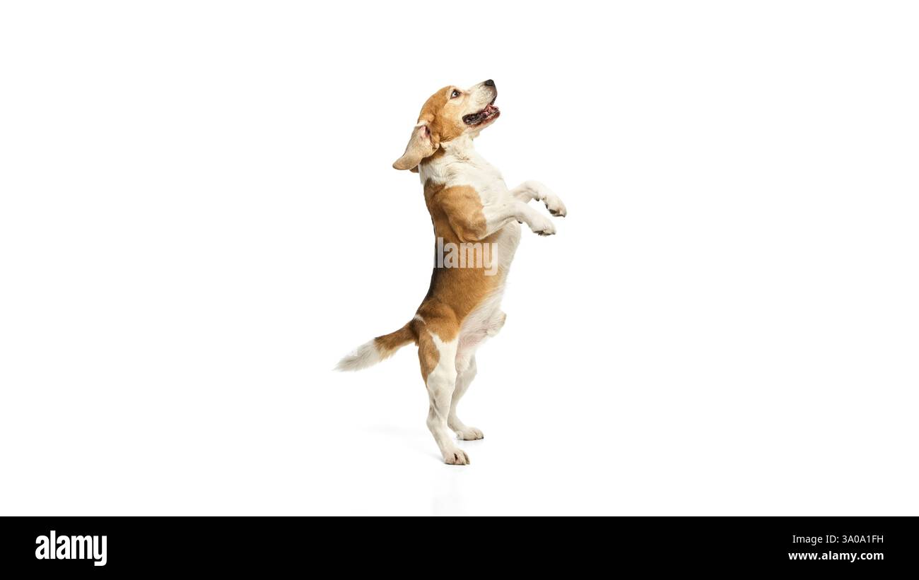 Happy young beagle standing on hind legs, pet's paws lifted, engaging ...