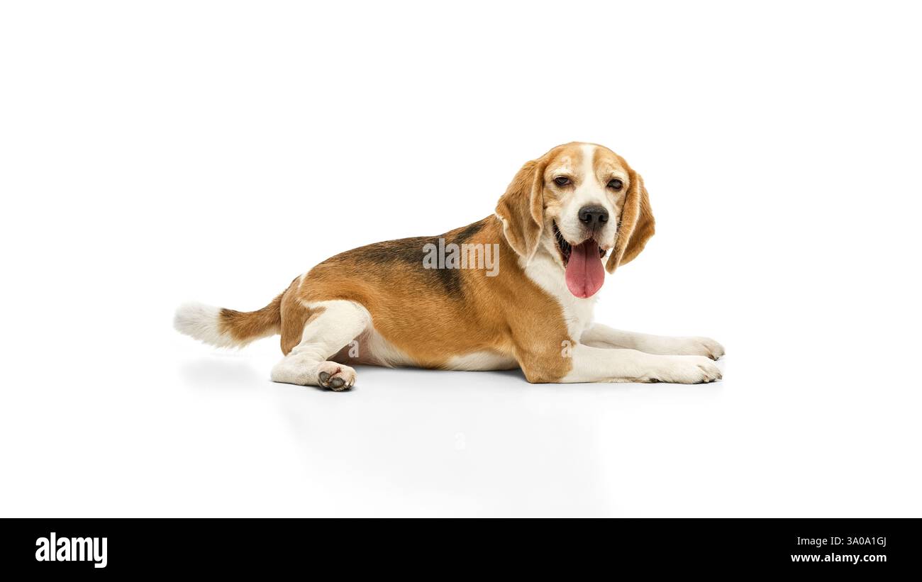 Relaxed beagle lying down and gazing forward with calm expression ...