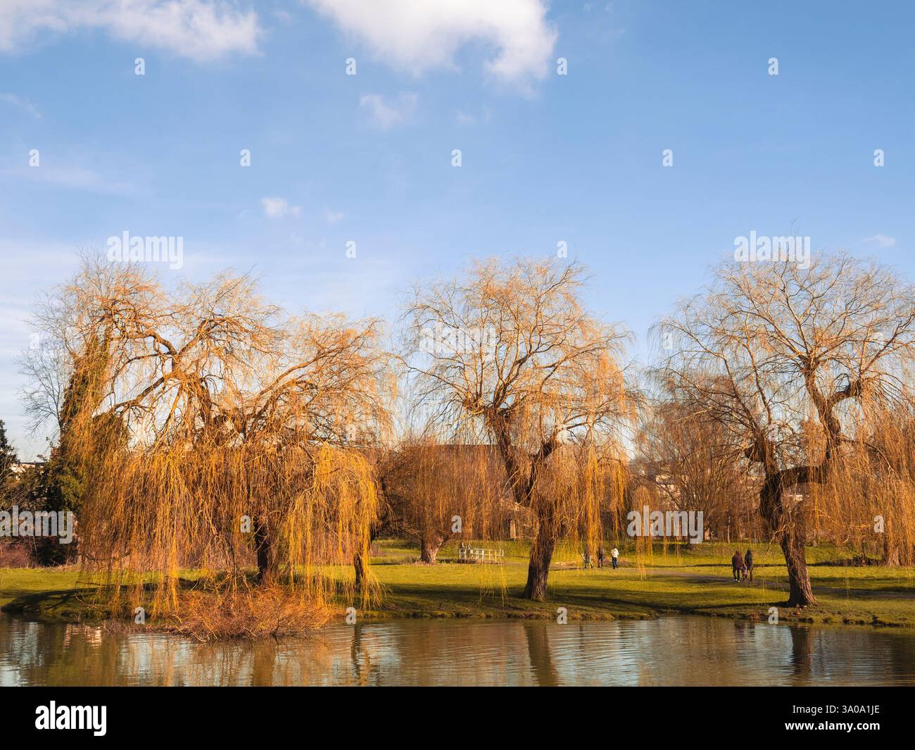 The Mill Pond, River Cam, Sheep's Green, Park, Fen, Cambridge ...