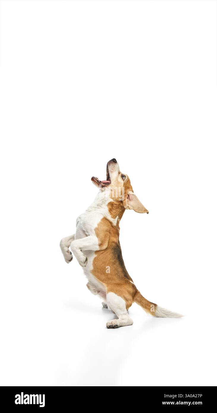 Enthusiastic beagle standing on hind legs, mouth open, front paws ...