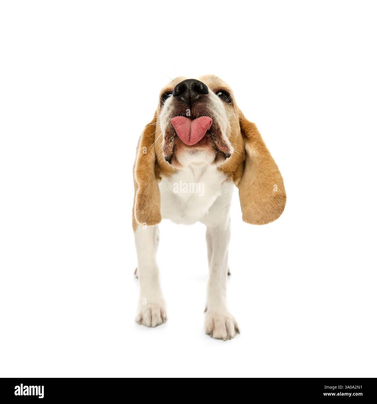 Ears flopped Cut Out Stock Images & Pictures - Alamy