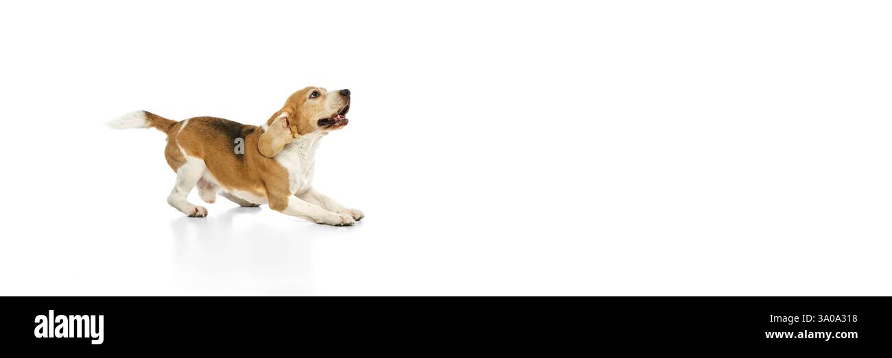 Banner. Purebred beagle stands with eyes focused upward and ears perked ...