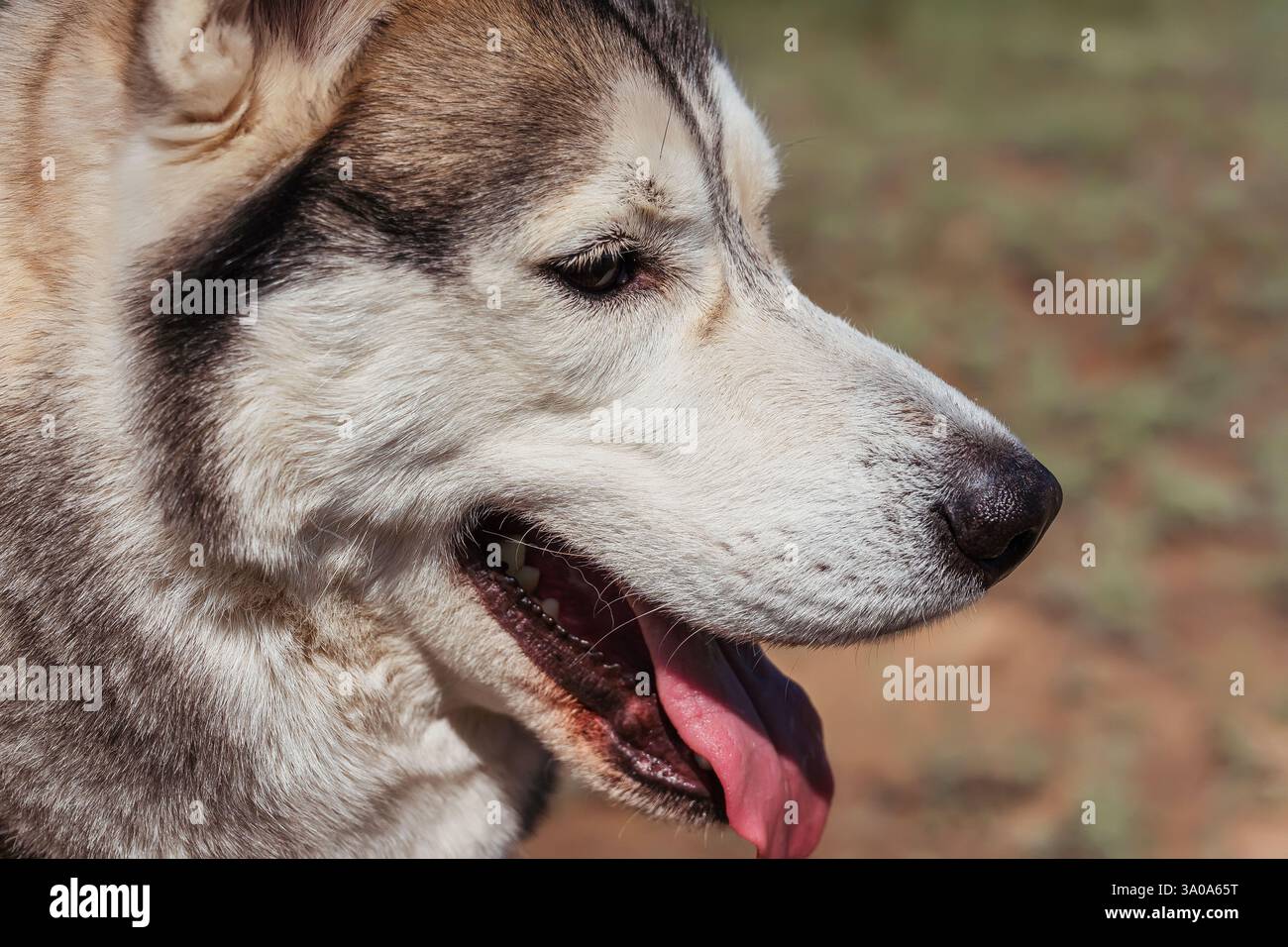 the eyes of a fluffy dog. The eyes of a husky sled dog Stock Photo - Alamy
