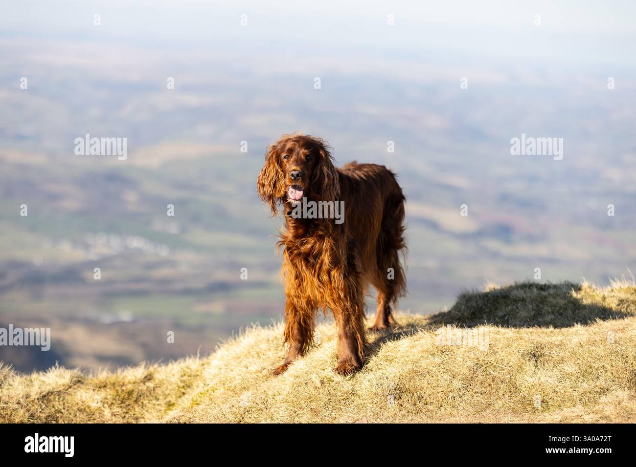 Female Irish Red Setter dog photographed in the mountains of South Wales, United Kingdom Stock ...