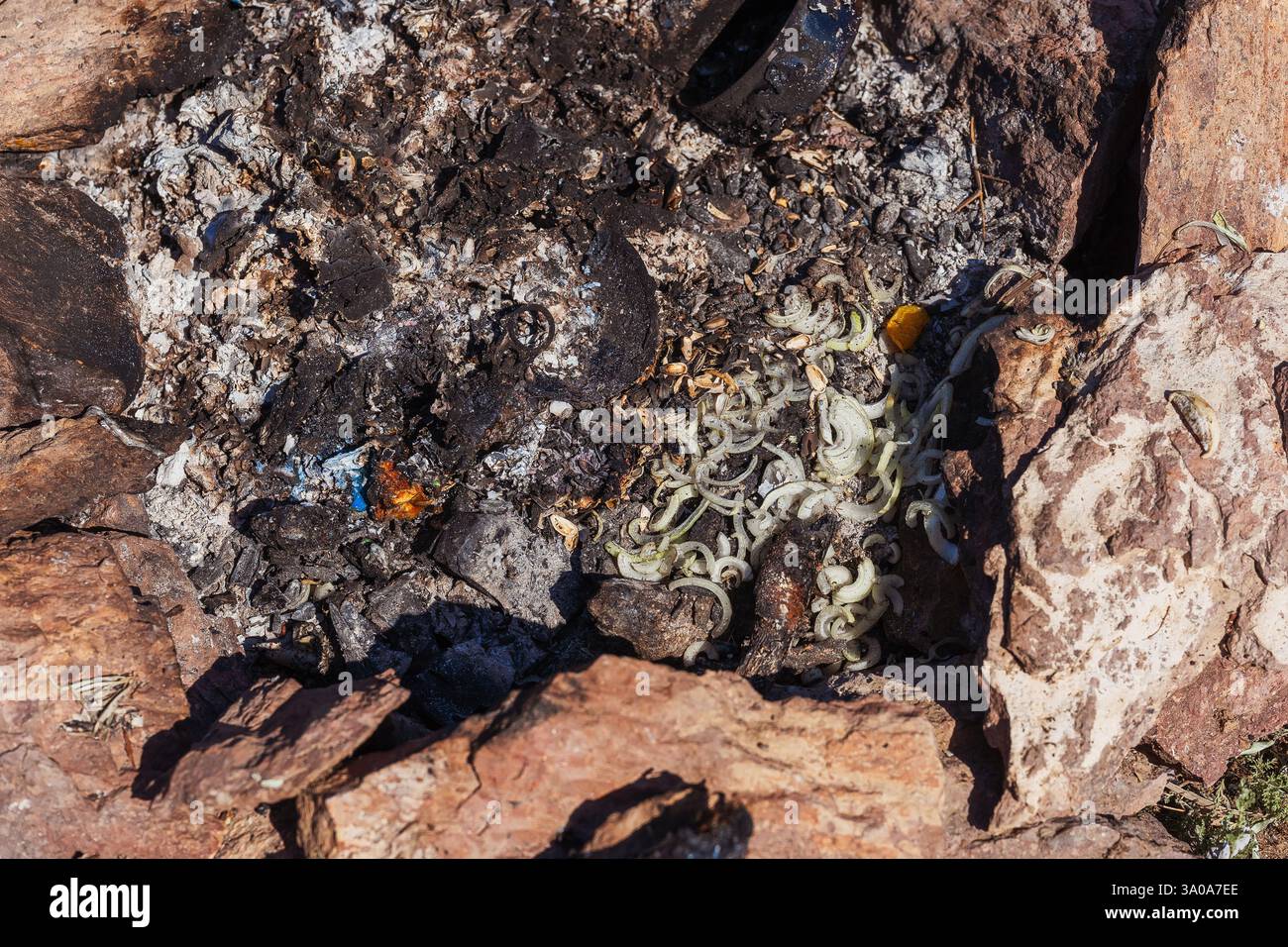 burning organic garbage in a campfire in nature. An extinct campfire in ...