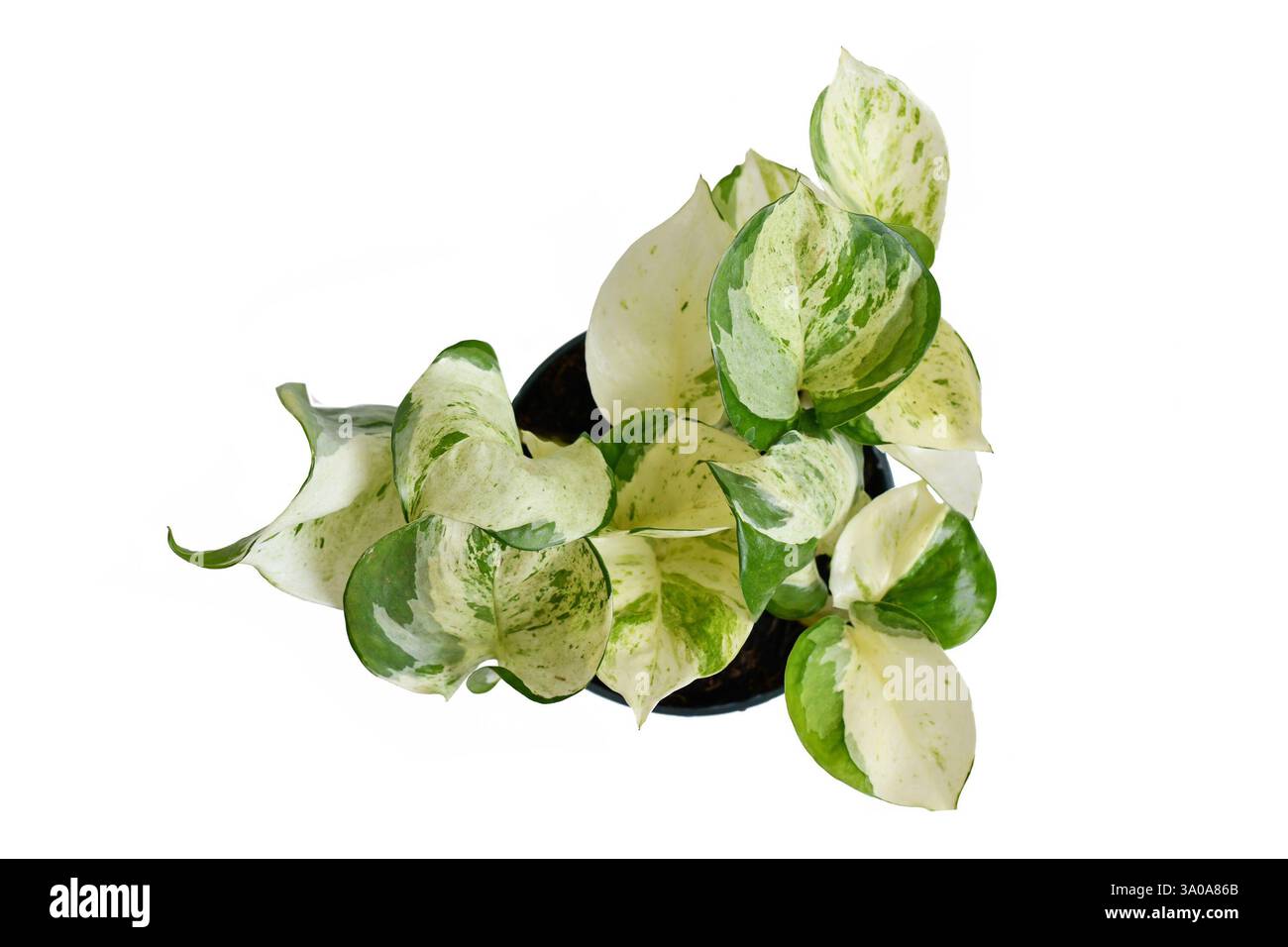 Top view of exotic 'Epipremnum Aureum Manjula' pothos houseplant in ...