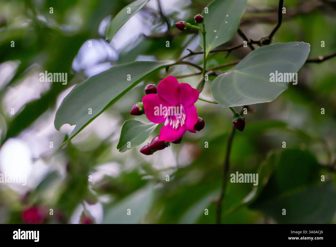 Tropical Beauty of Meriania nobilis Motley Meriania with Spectacular ...