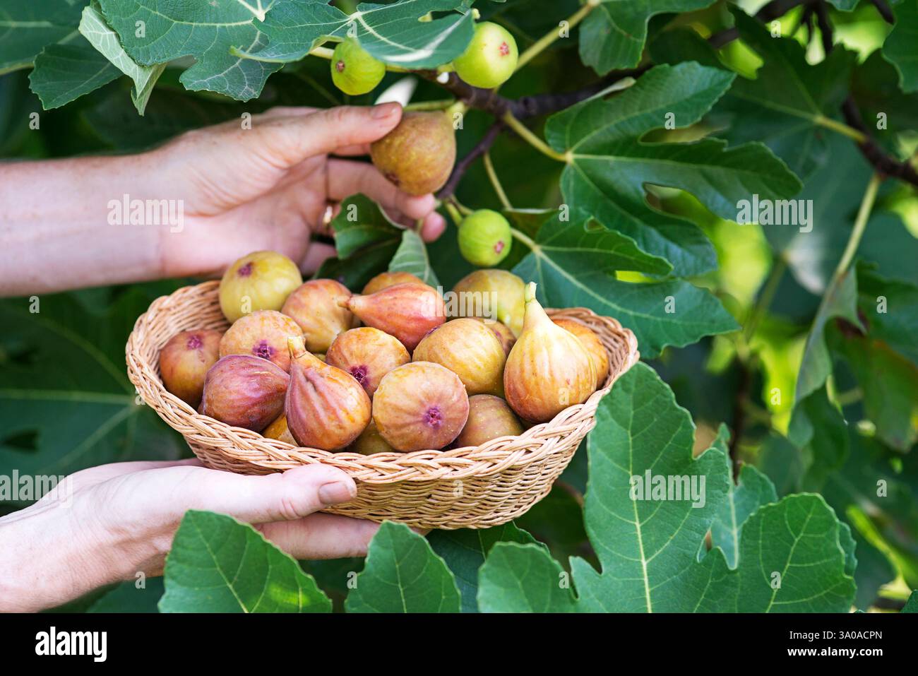 Woman hands picking figs fruit into basket growing on the branch fig ...