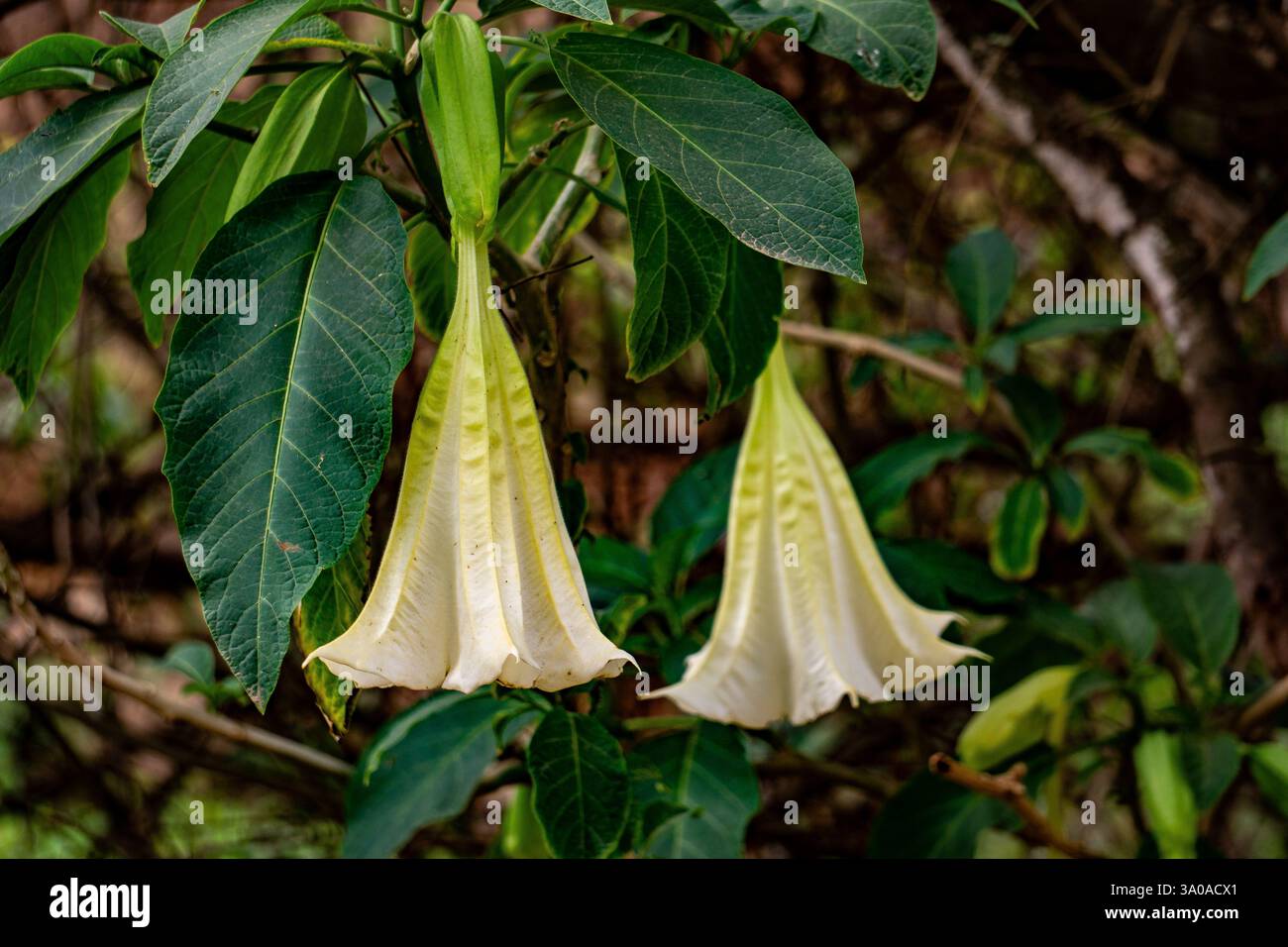 Tree-Form Brugmansia (Angel's Trumpet) in Full Bloom with Large White ...