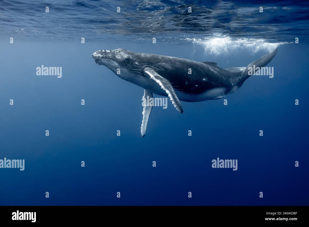 Young Humpback whale playing in clear blue water - High quality Stock ...