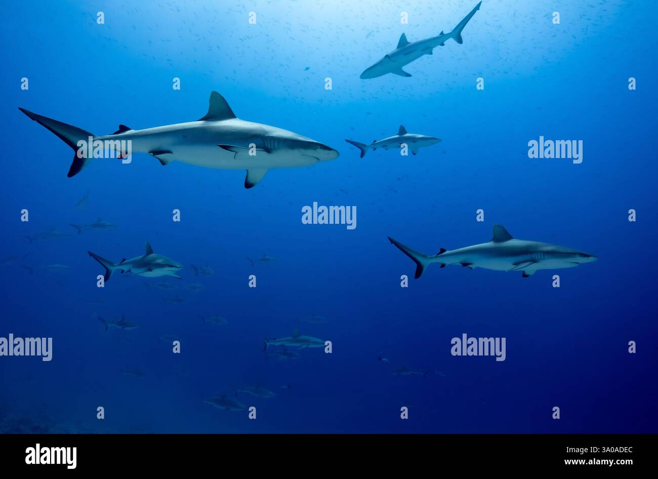 Grey Reef sharks in Deep blue Ocean - Wall of sharks Stock Photo - Alamy