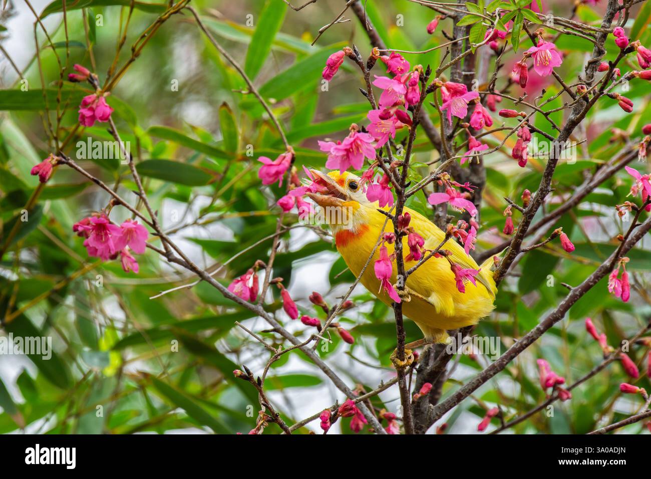 Rare taiwan barbet endemic bird of Taiwan Stock Photo - Alamy