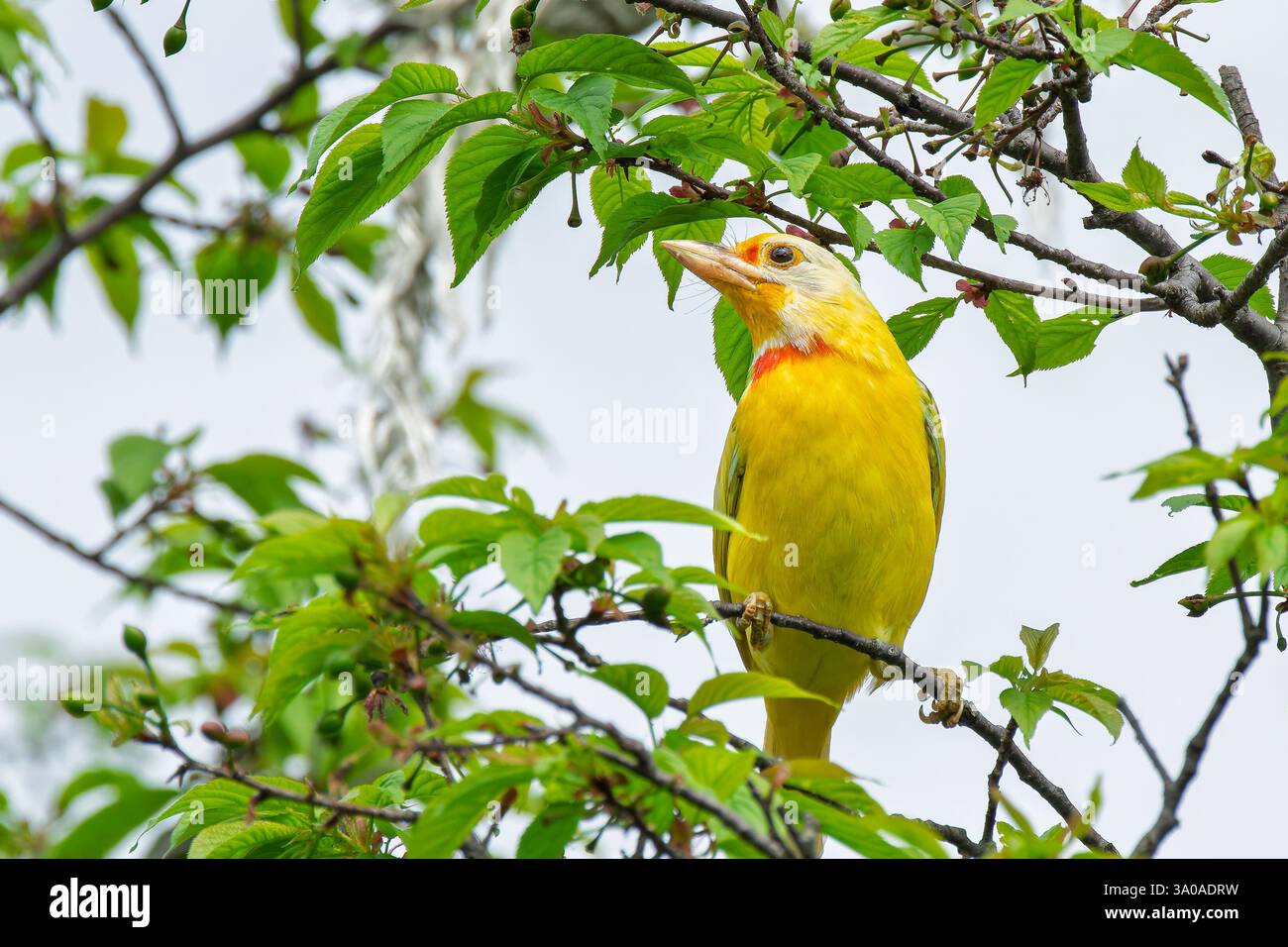 Rare taiwan barbet yellow color endemic bird of Taiwan Stock Photo - Alamy