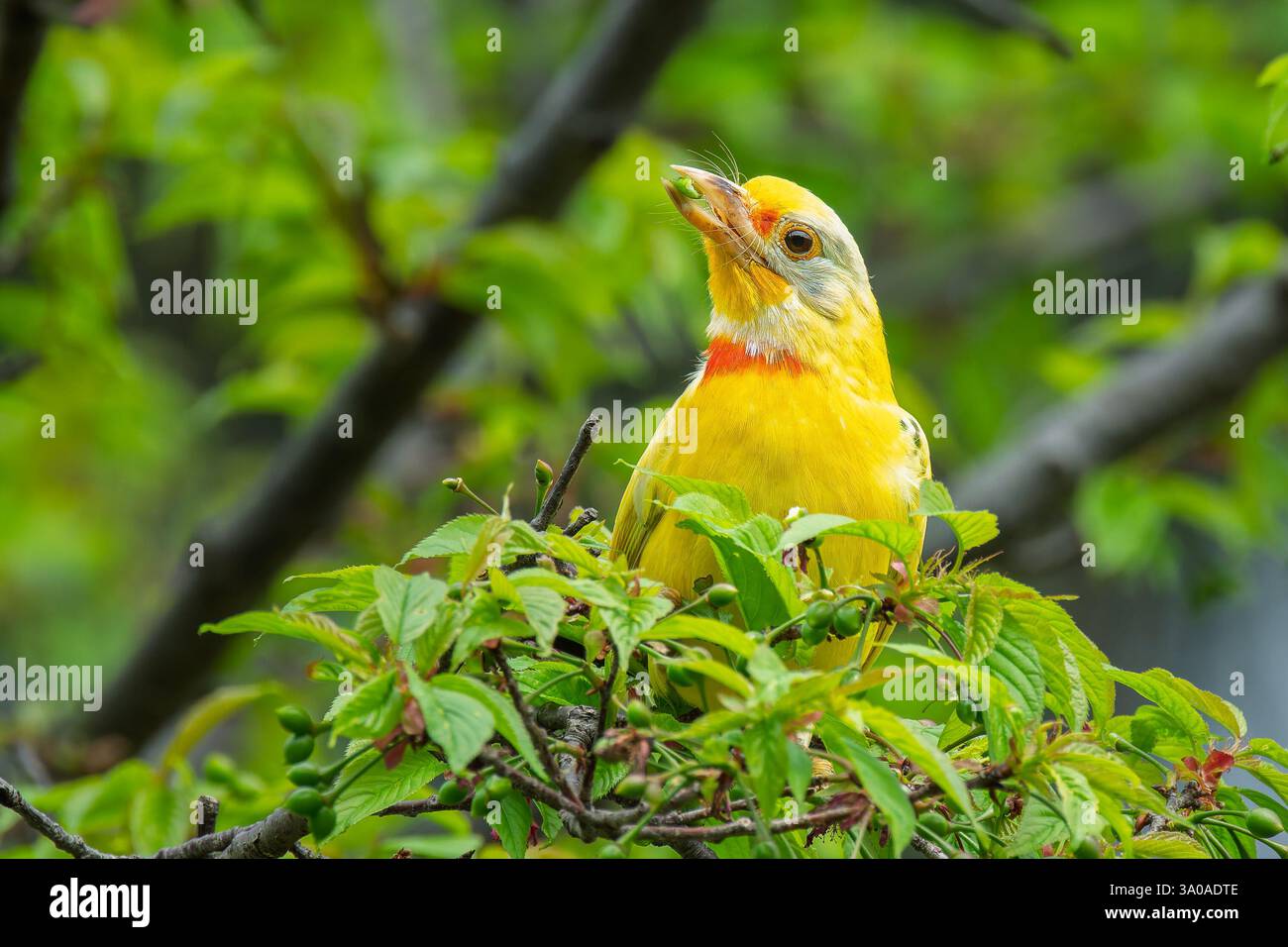 Rare taiwan barbet yellow color endemic bird of Taiwan Stock Photo - Alamy