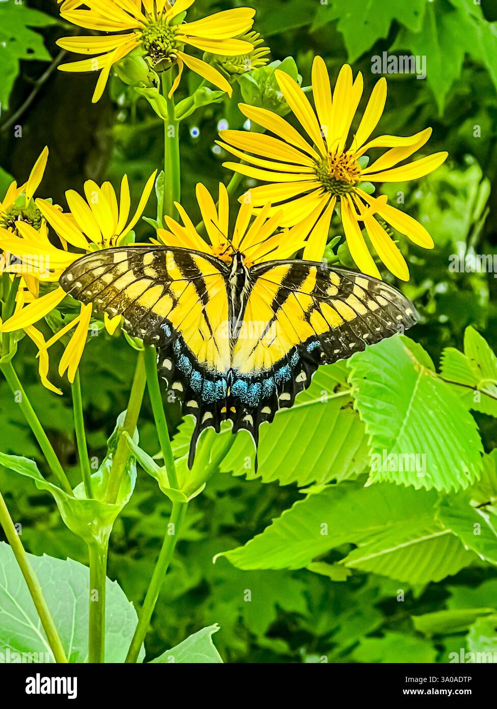 Eastern Tiger Swallowtail on a flower Stock Photo - Alamy
