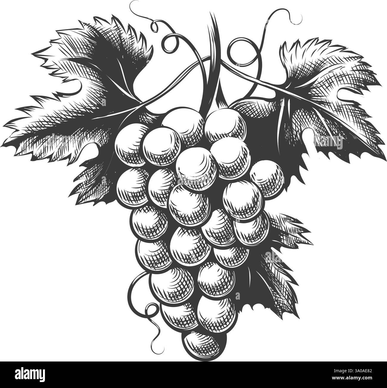 Hand drawn grapes bunch sketch Stock Vector Image & Art - Alamy