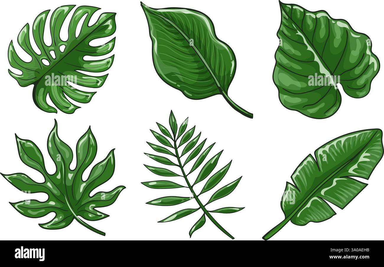 Cartoon tropical leave set Stock Vector Image & Art - Alamy