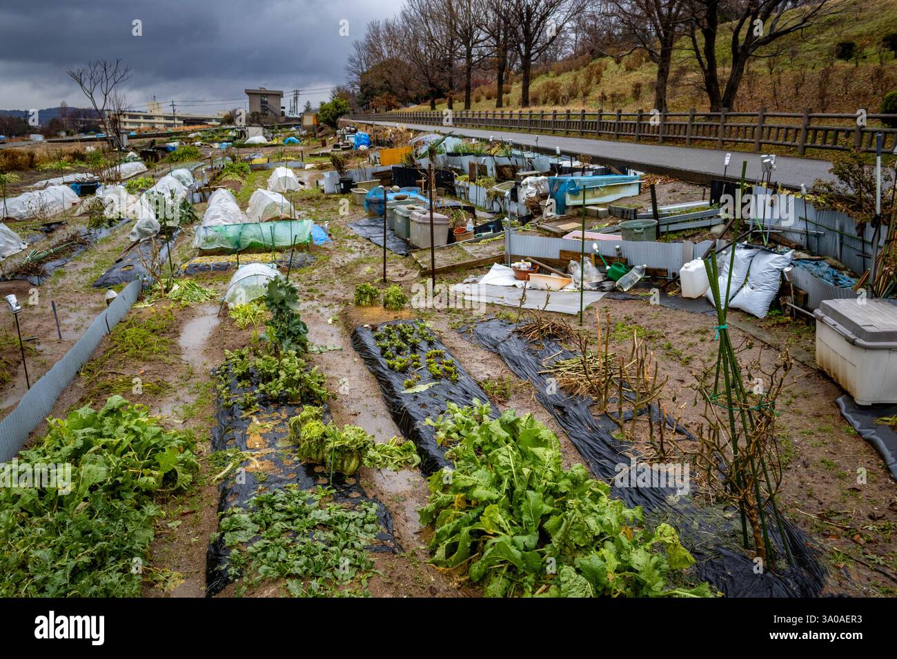 Local vegetable grower's allotment, Kanazawa, Ishikawa, Japan Stock ...