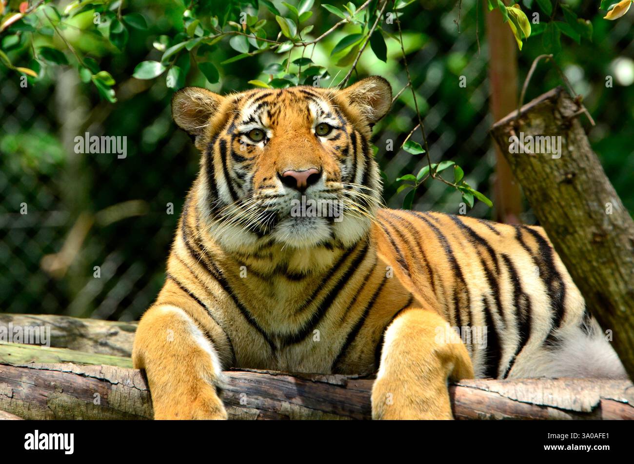 Portrait of a Malayan tiger (Panthera tigris jacksoni Stock Photo - Alamy