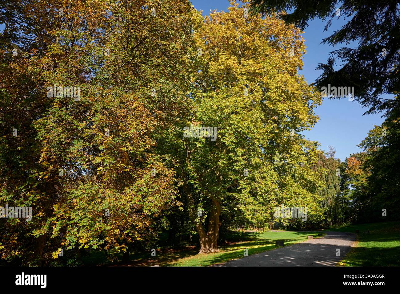 Sehenswürdigkeit, Park Laubach bei sonnigem Herbstwetter, englischer ...