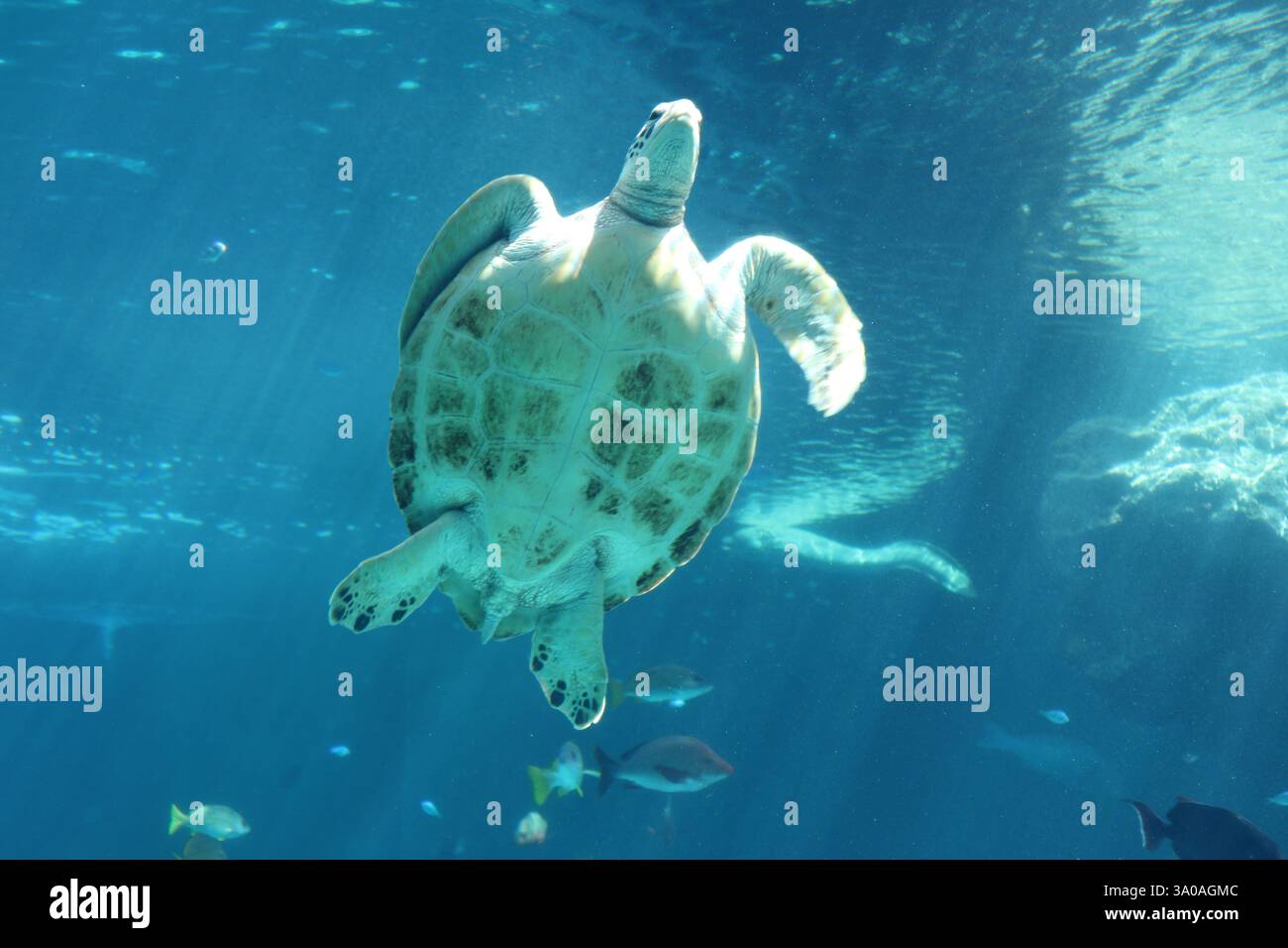 Giant sea turtle japan hi-res stock photography and images - Alamy