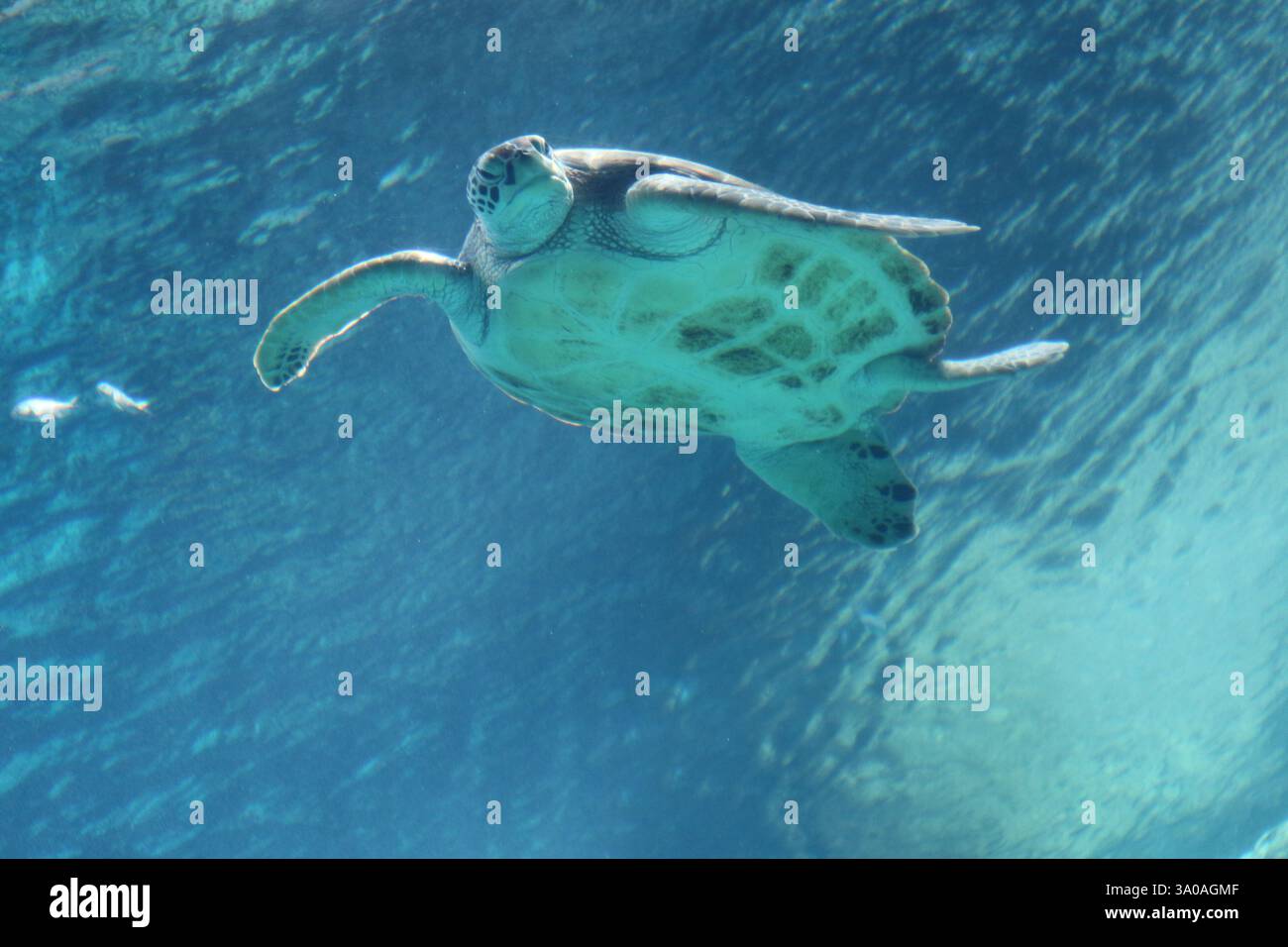 Turtle swimming in bright blue waters in Okinawa aquarium, Japan Stock ...