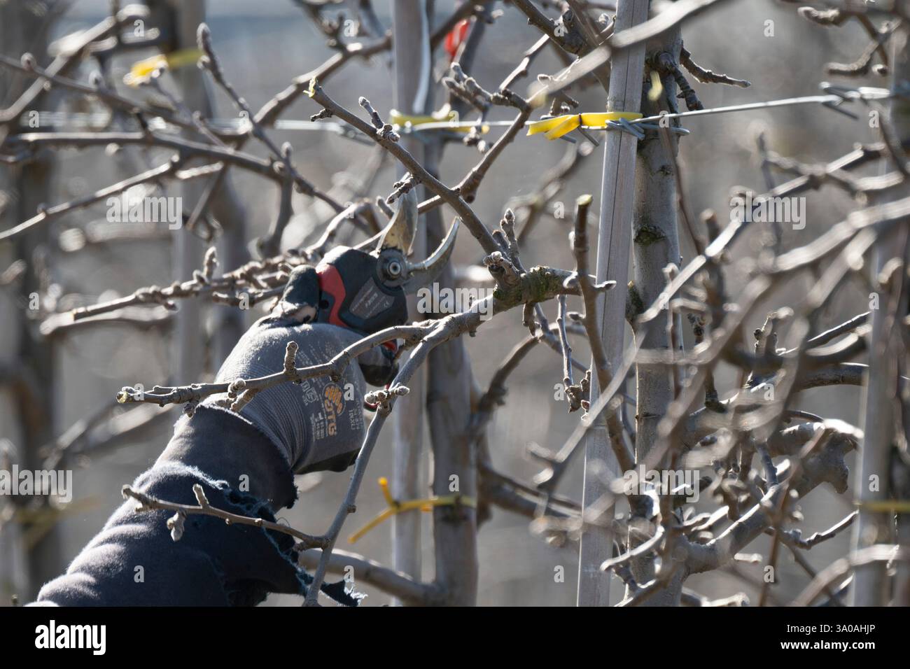 Dohna, Germany. 03rd Mar, 2025. A harvest worker prunes apple trees ...