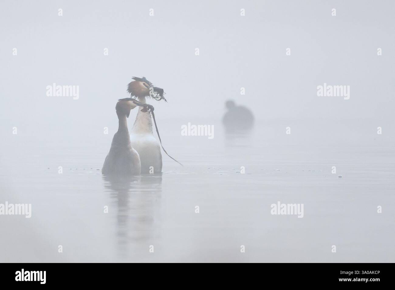Spring mating season is here as Great Crested Grebes perform their ...