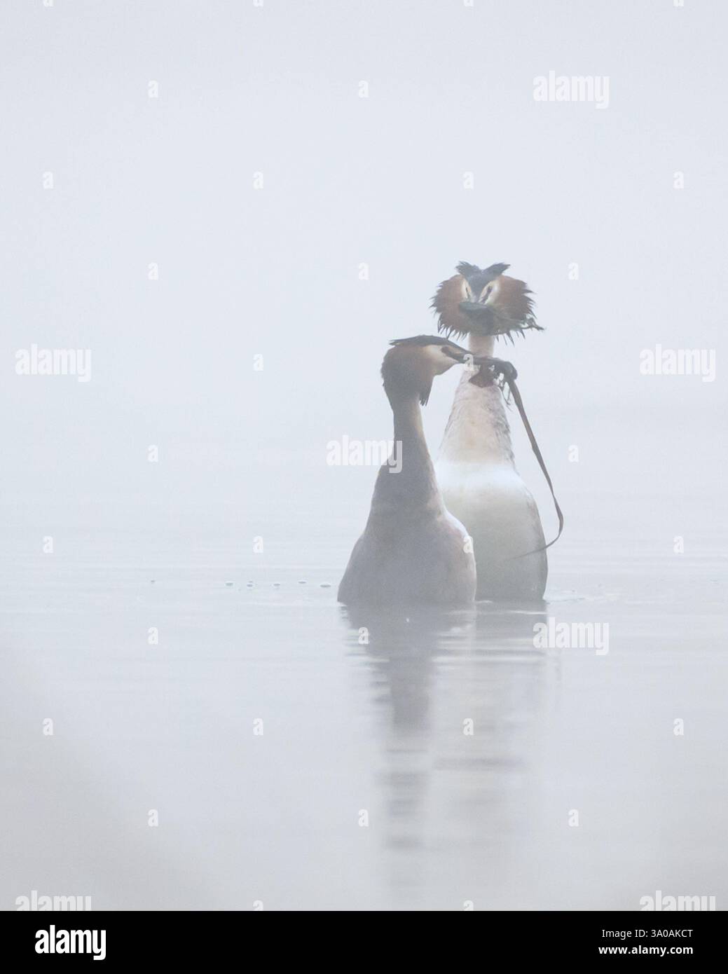 Spring mating season is here as Great Crested Grebes perform their ...