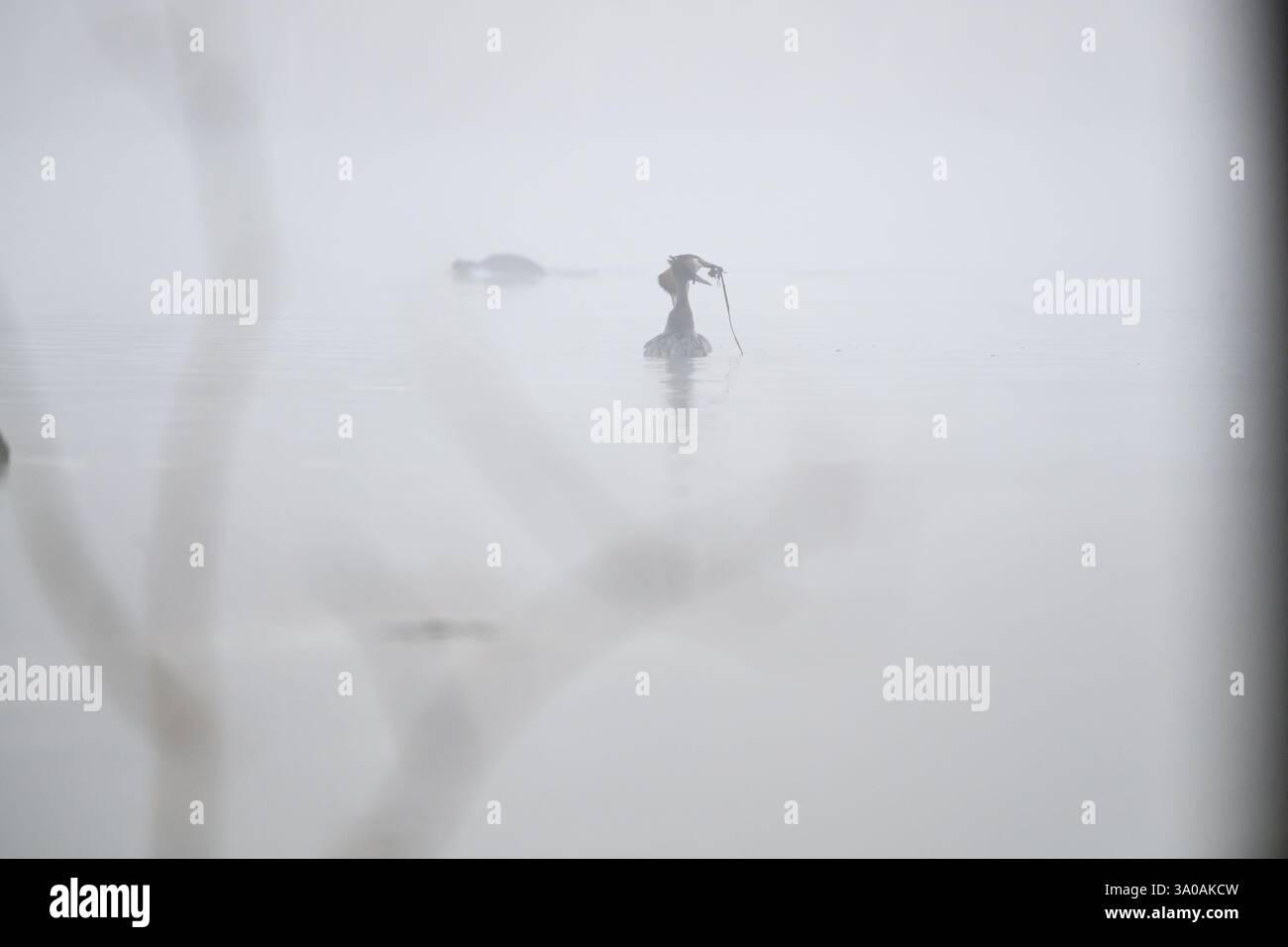 Spring mating season is here as Great Crested Grebes perform their ...