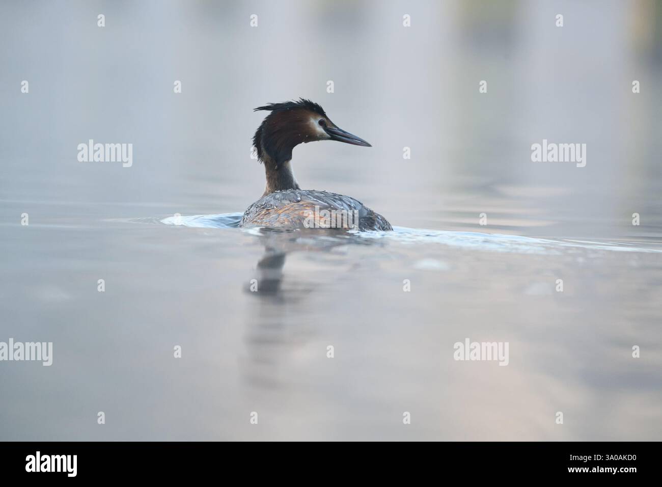 Spring mating season is here as Great Crested Grebes perform their ...