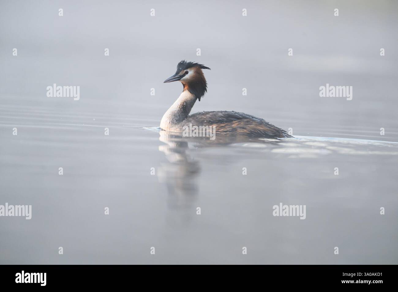 Spring mating season is here as Great Crested Grebes perform their ...