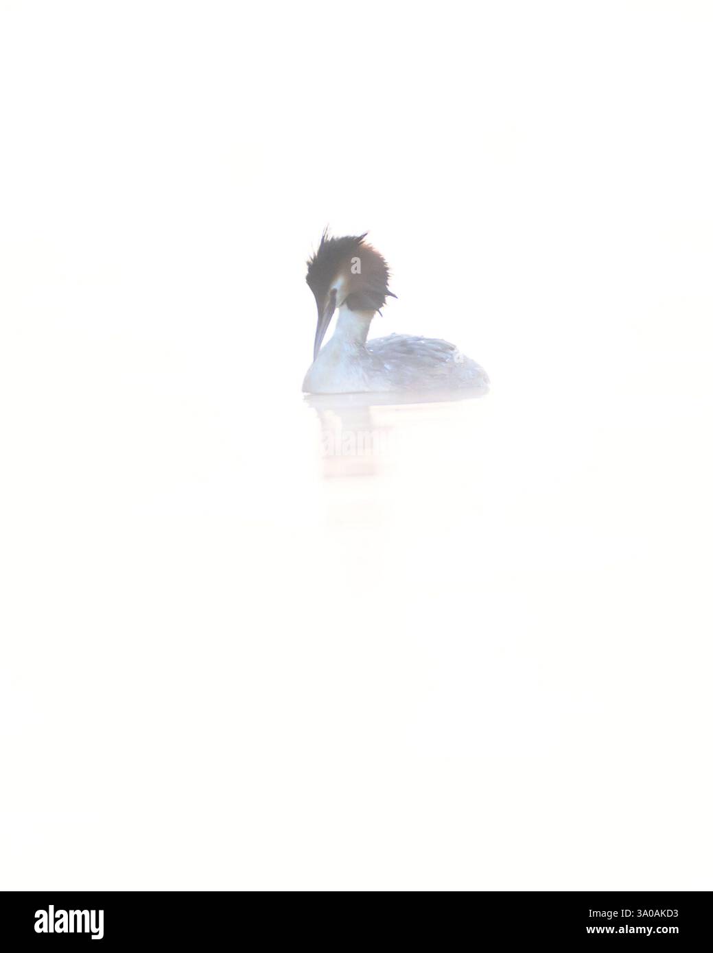 Spring mating season is here as Great Crested Grebes perform their ...