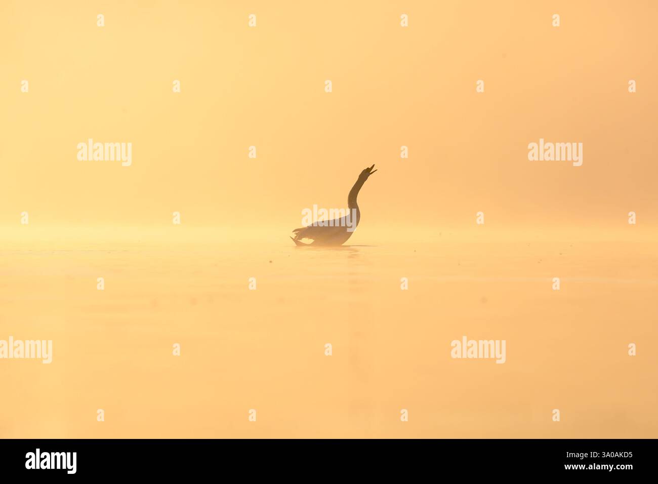 Spring mating season is here as a swan calls out through the fog for ...