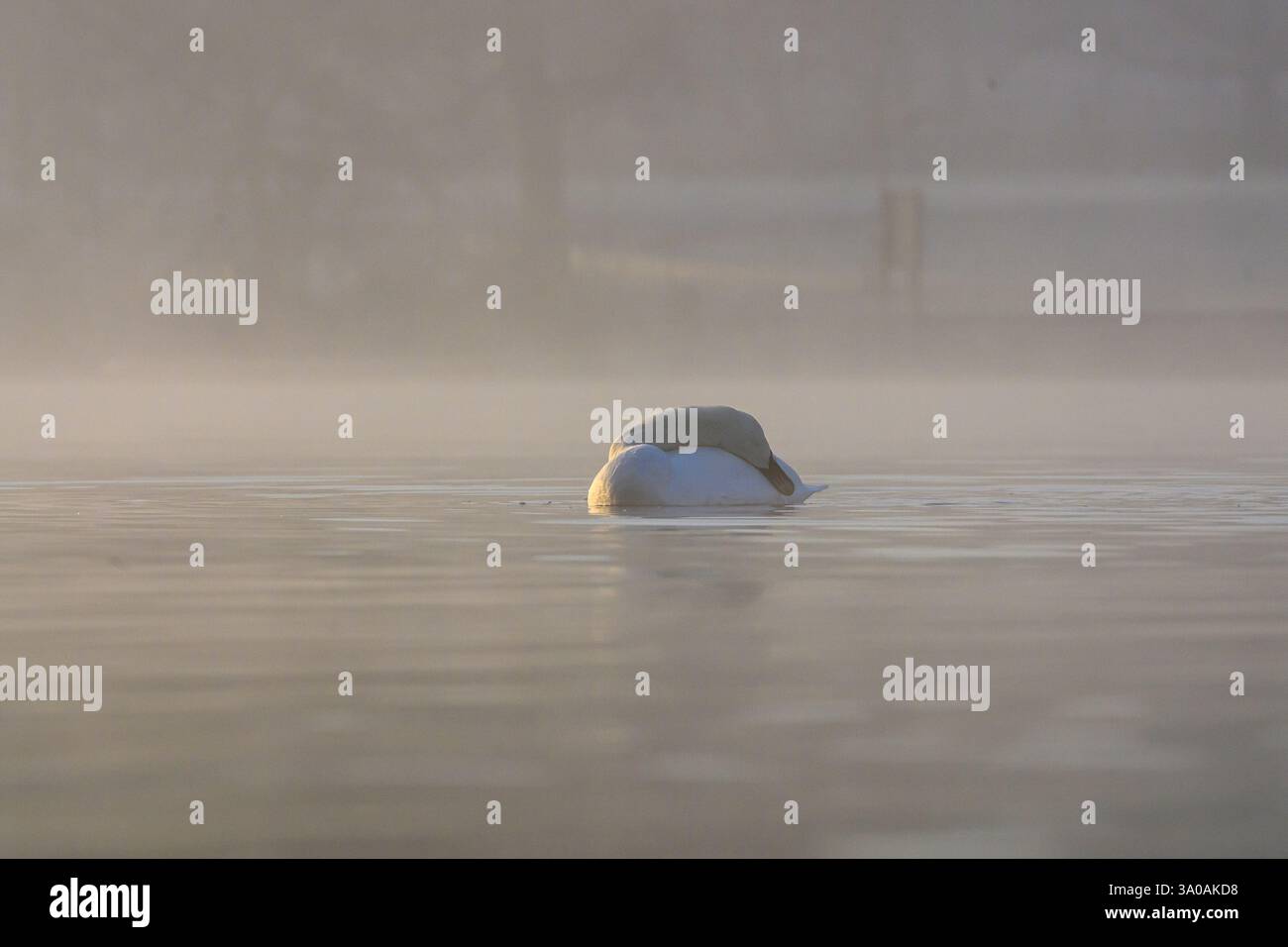Spring mating season is here as a swan calls out for his mates Stock ...
