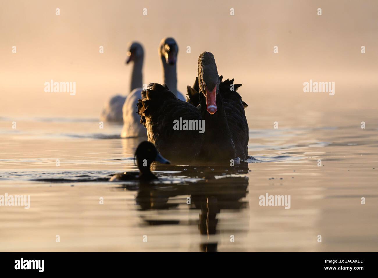 Spring mating season is here as a black swan leads his two females on ...