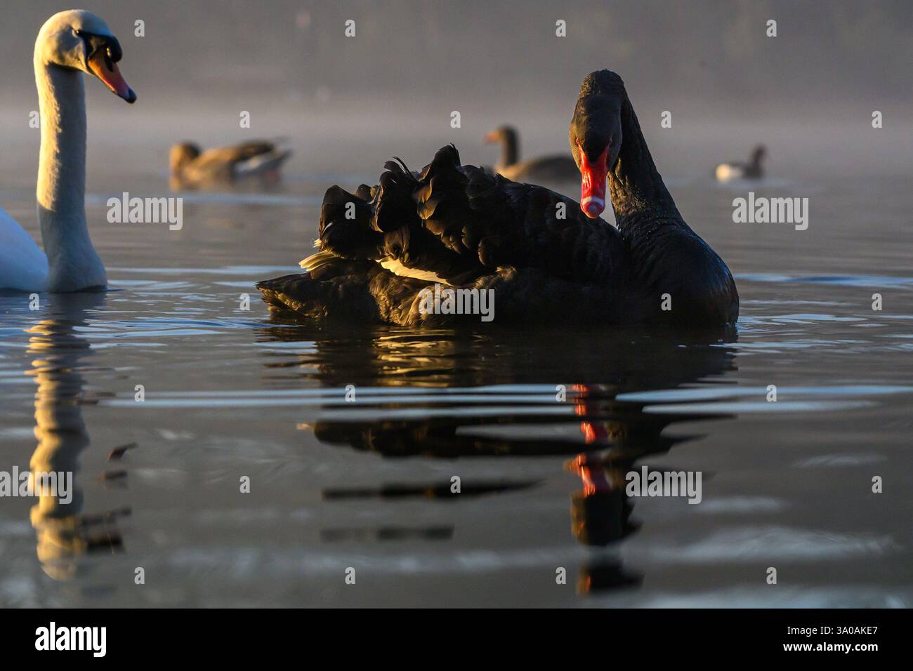Spring mating season is here as a black swan leads his two females on ...